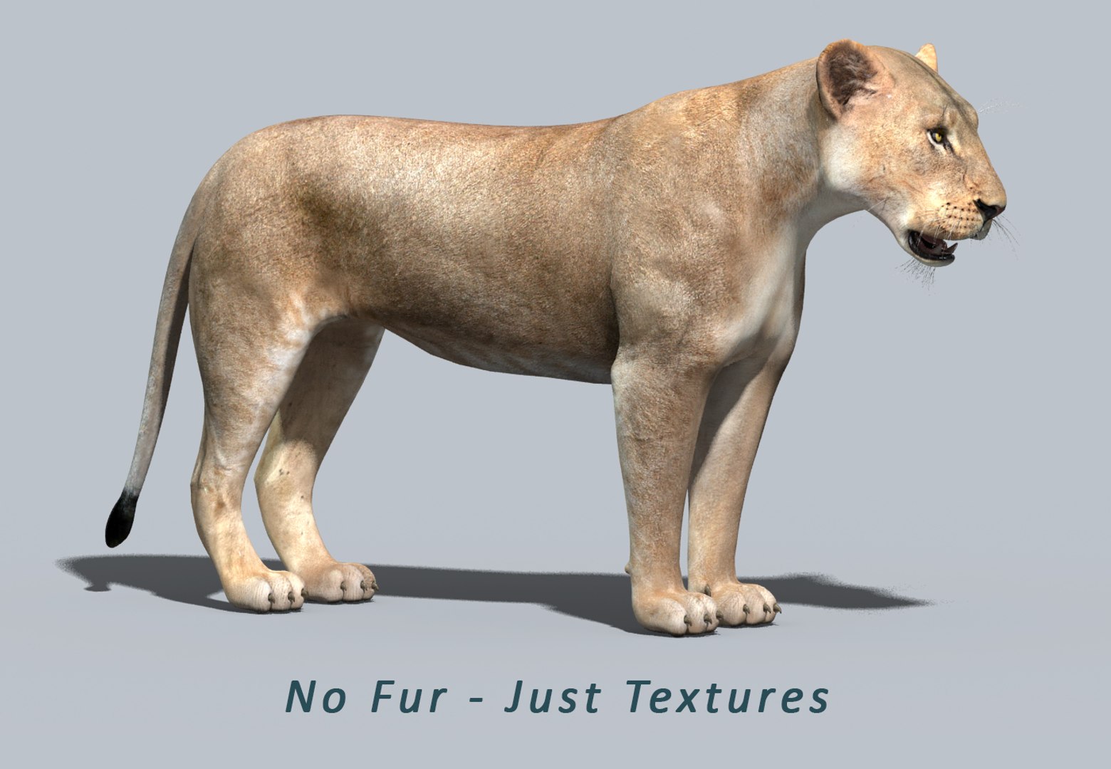 3d Lioness Fur Rigged Lion Model