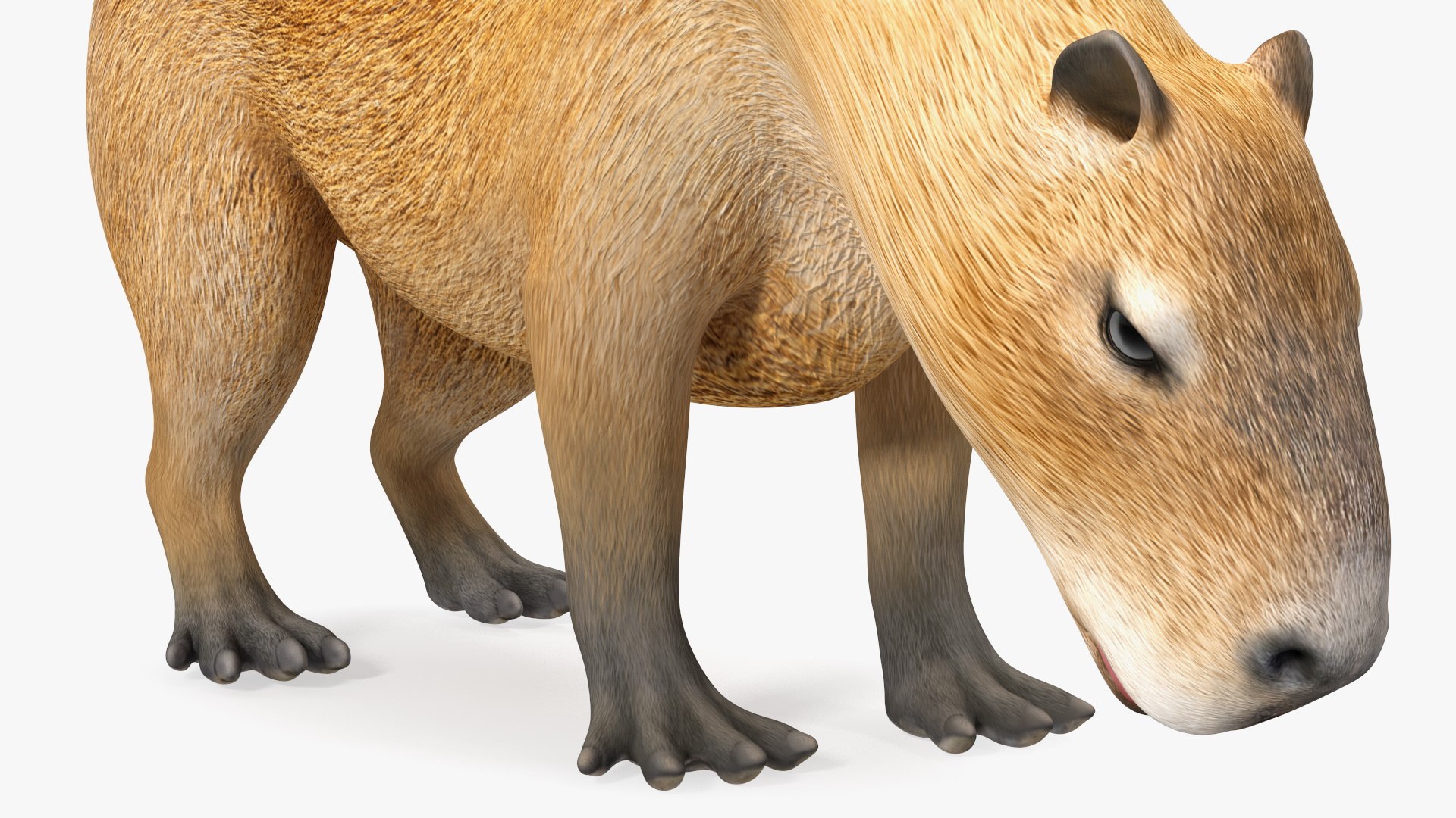 Capybara Eating Pose 3D - TurboSquid 1943511