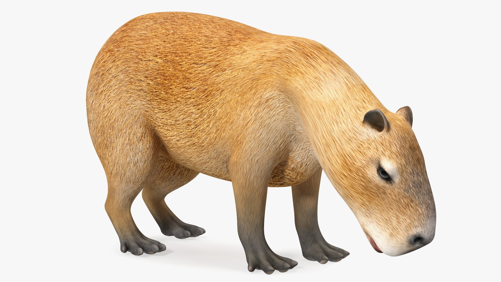 Capybara Eating Pose 3D - TurboSquid 1943511