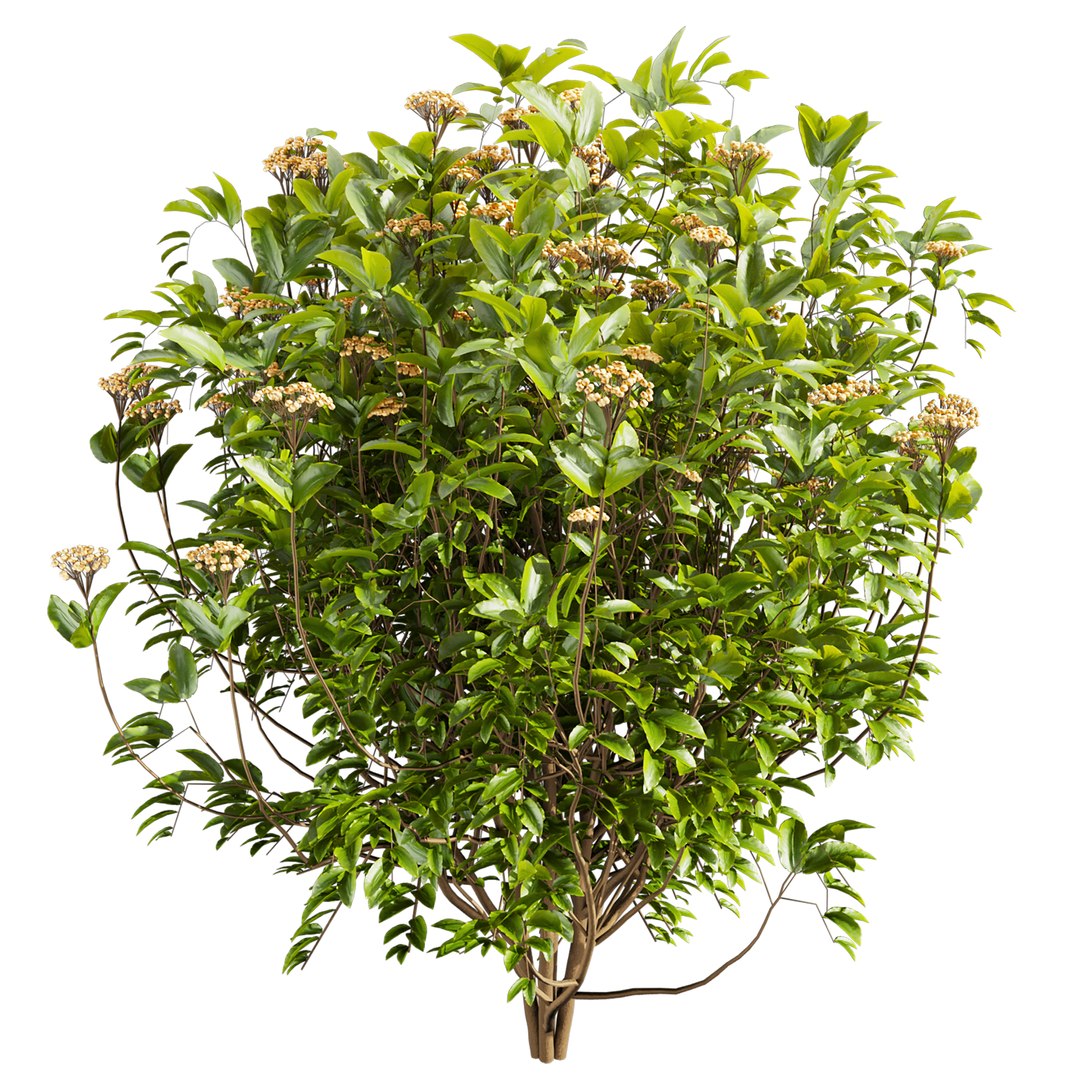 Collection Plant Vol 569 - Viburnum - Tinus - Shurb - 3Ds Max - Cinema ...