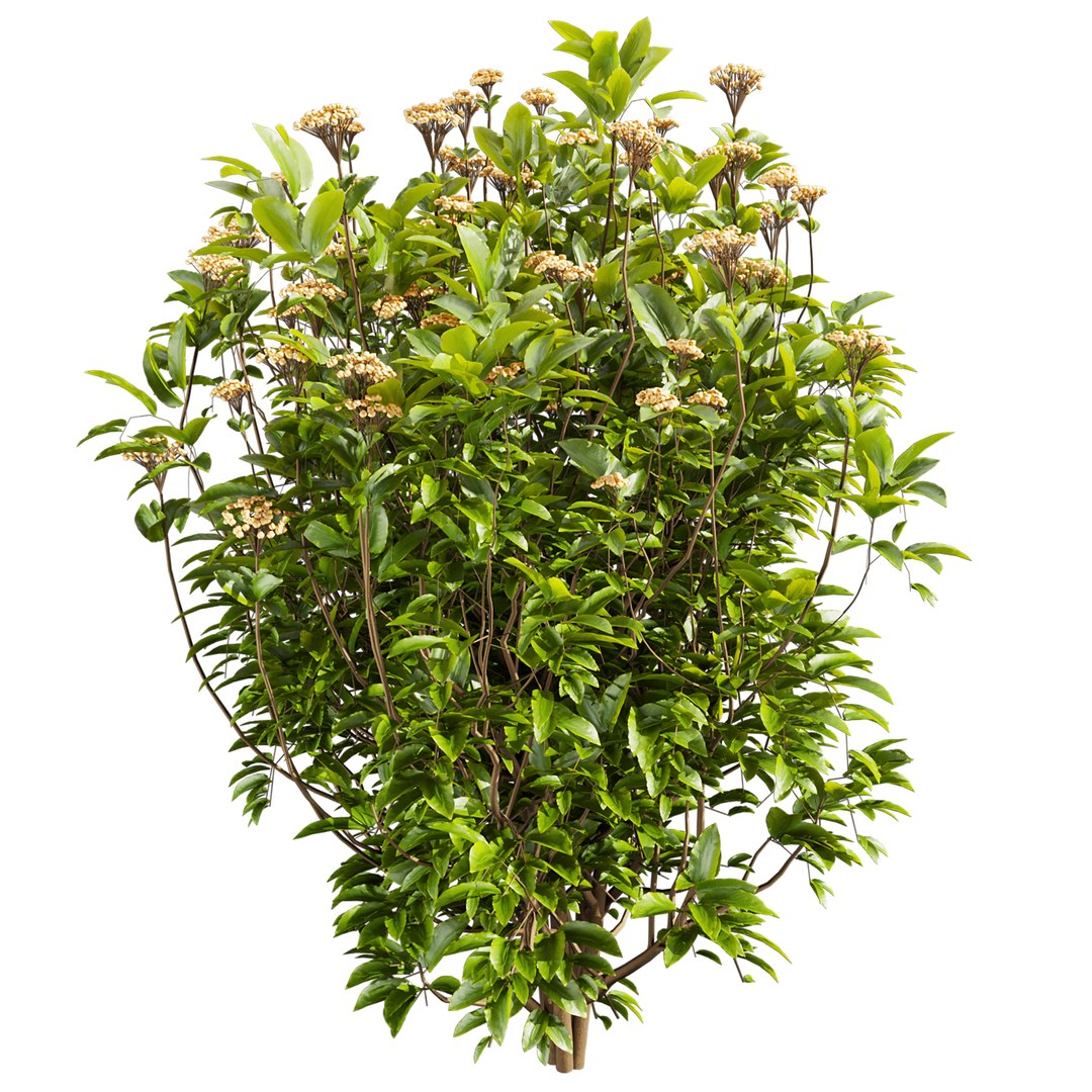 Collection Plant Vol 569 - Viburnum - Tinus - Shurb - 3Ds Max - Cinema ...