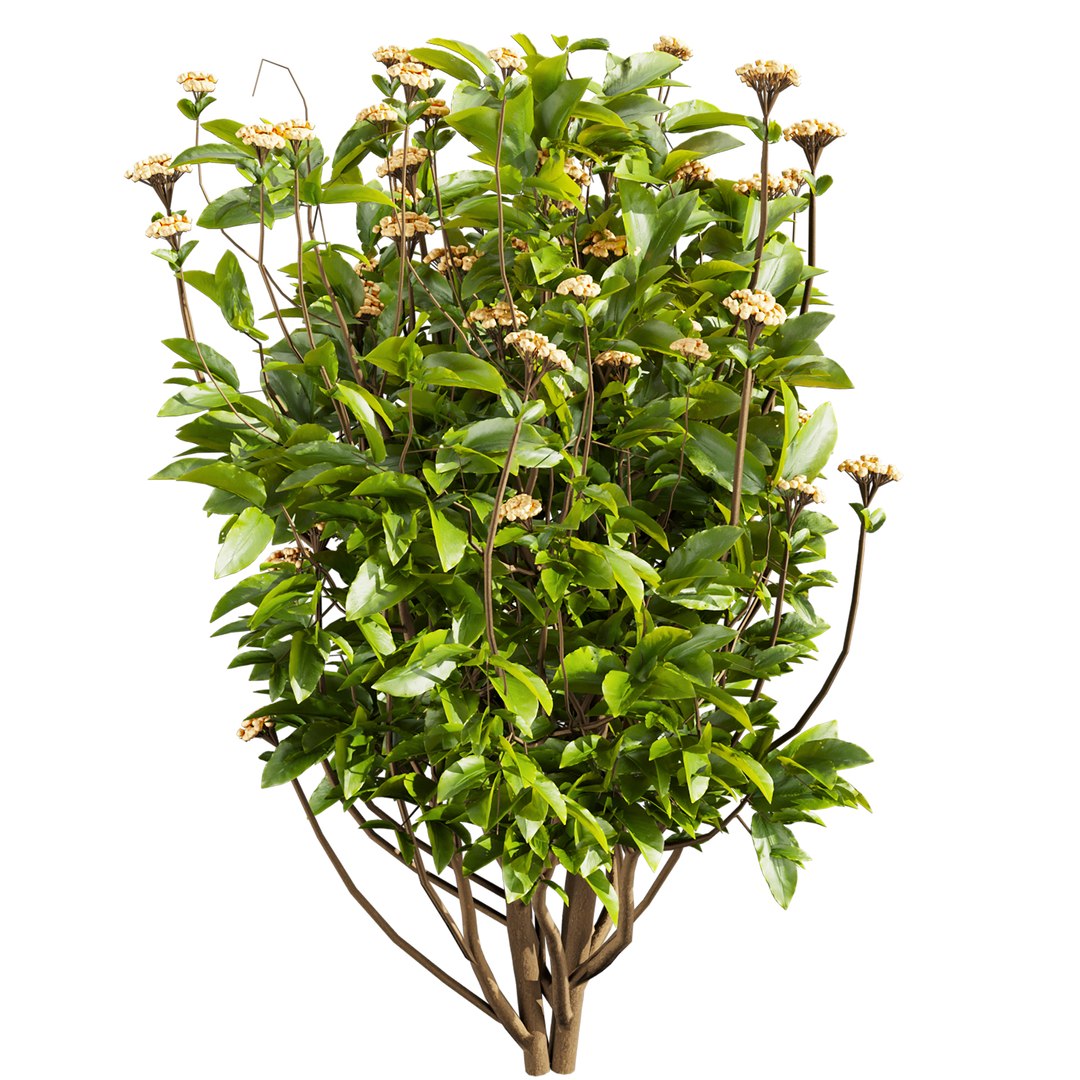Collection Plant Vol 569 - Viburnum - Tinus - Shurb - 3Ds Max - Cinema ...