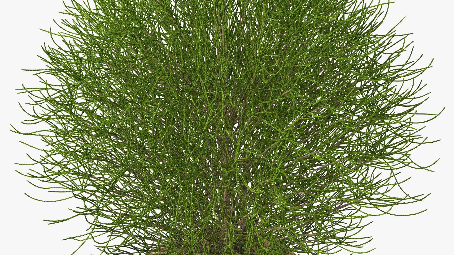 3D Green Spherical Shrub Pot Plant Model - TurboSquid 1789464