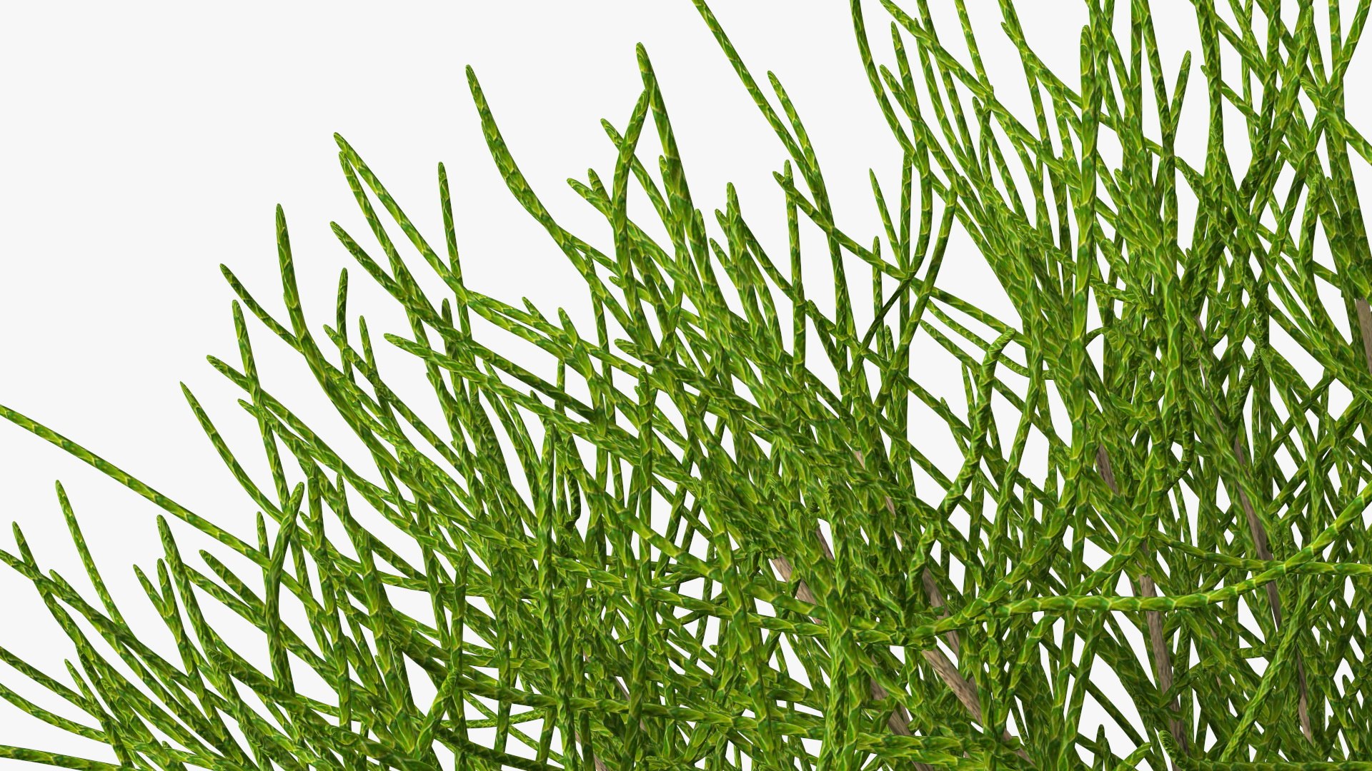 3D Green Spherical Shrub Pot Plant Model - TurboSquid 1789464