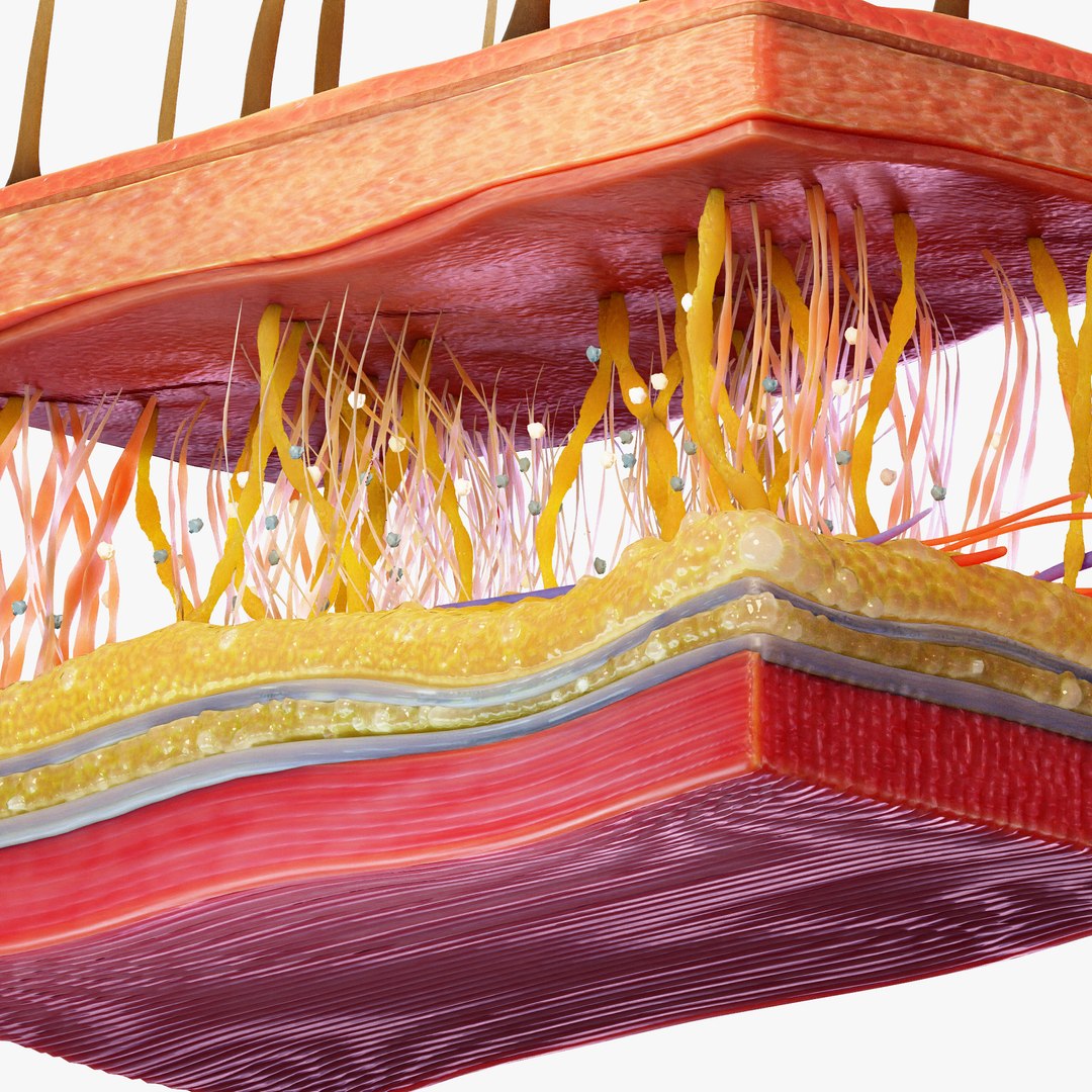 3D Skin Cross Section - TurboSquid 2003448