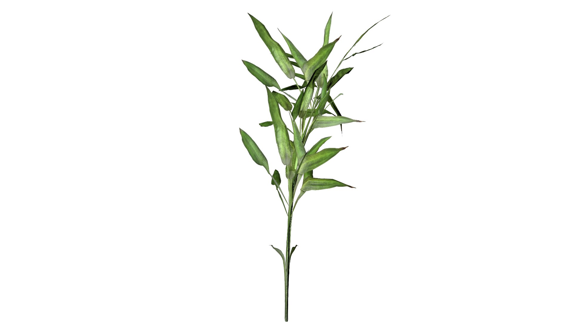 3D Switch Cane Plant - 04 - - TurboSquid 2372889