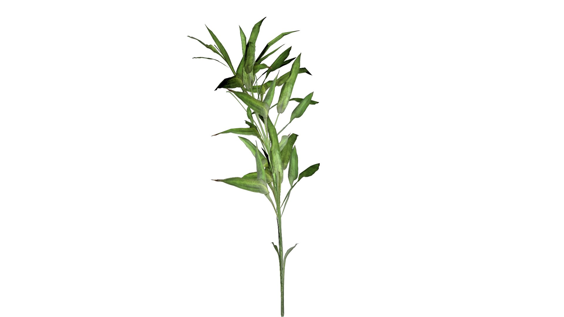3D Switch Cane Plant - 04 - - TurboSquid 2372889