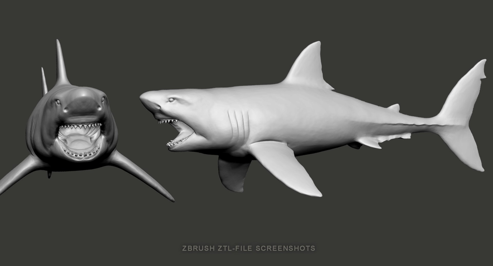 3D Great White Shark Base Mesh Model - TurboSquid 1232562