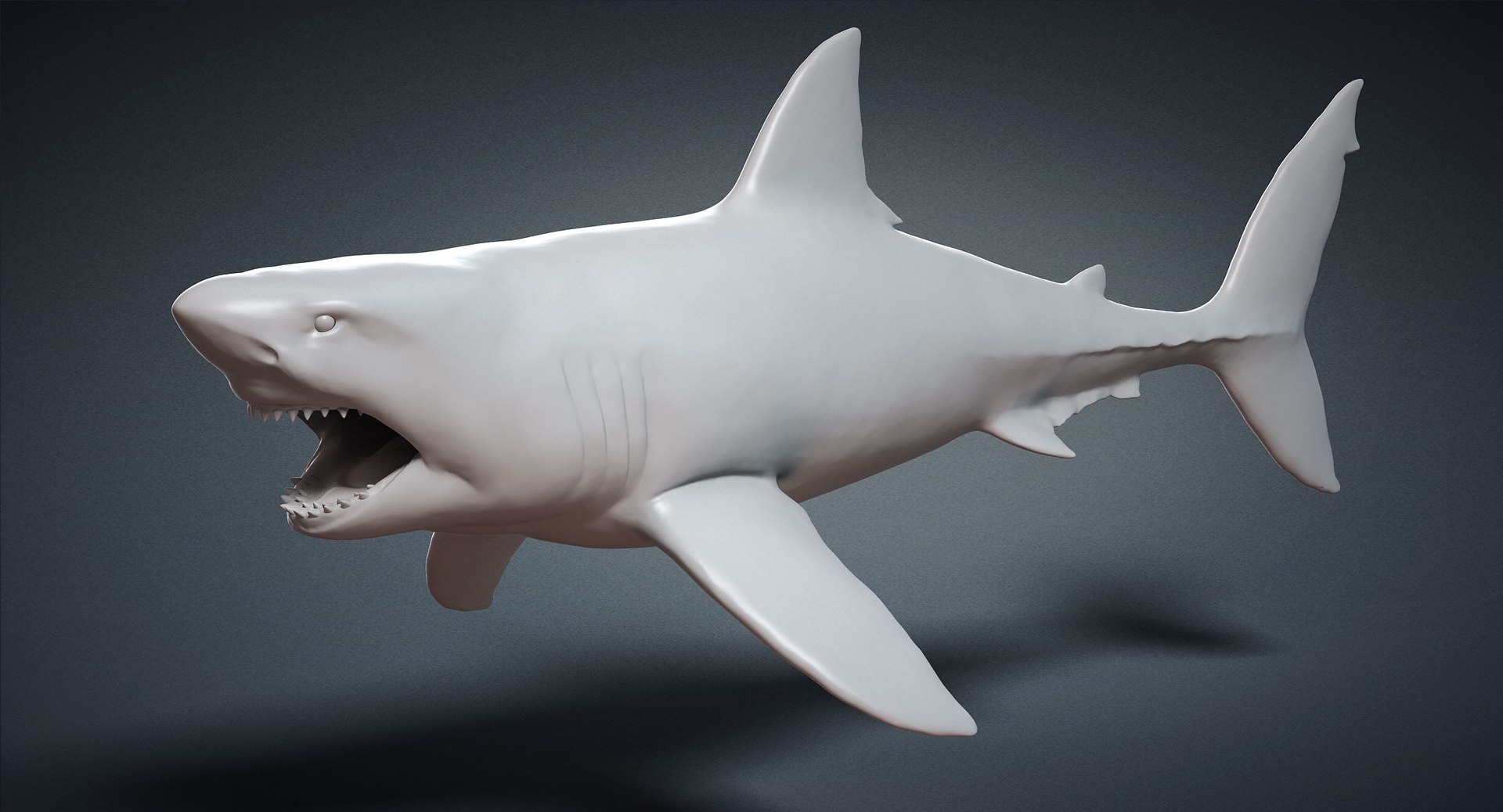 3D Great White Shark Base Mesh Model - TurboSquid 1232562
