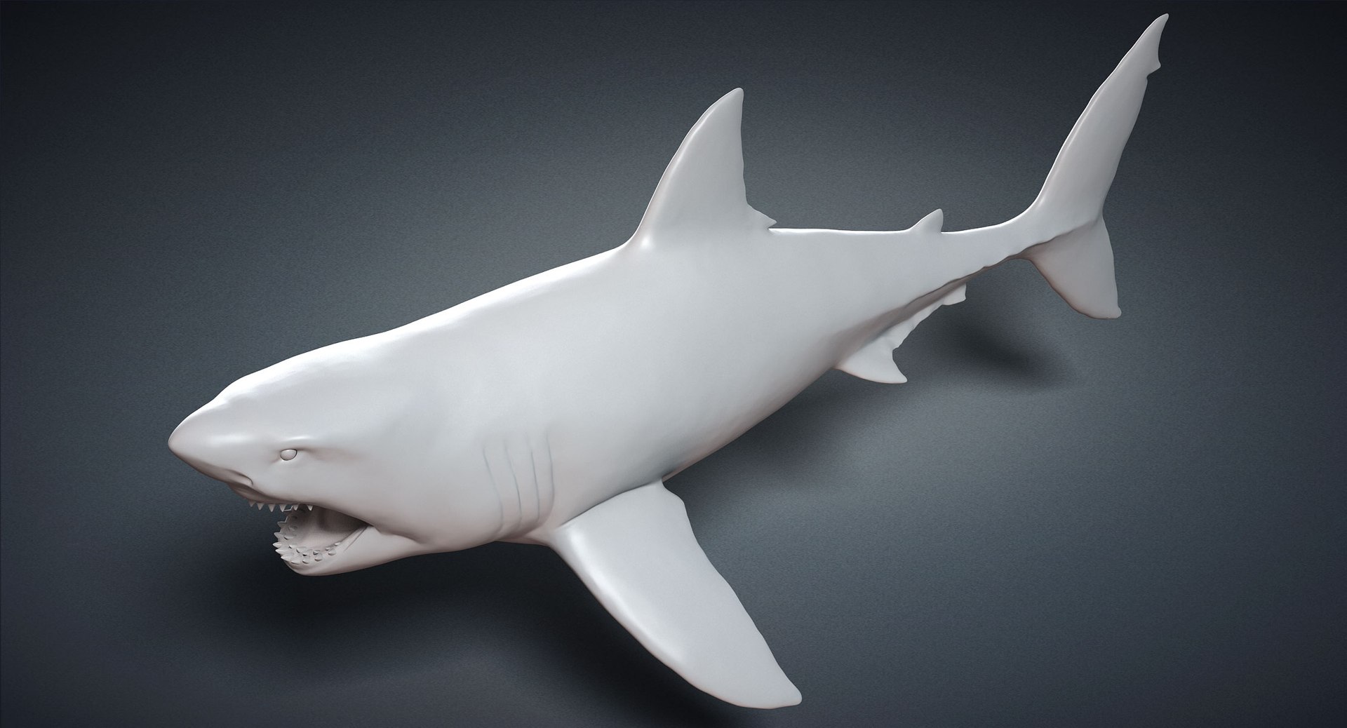 3D Great White Shark Base Mesh Model - TurboSquid 1232562