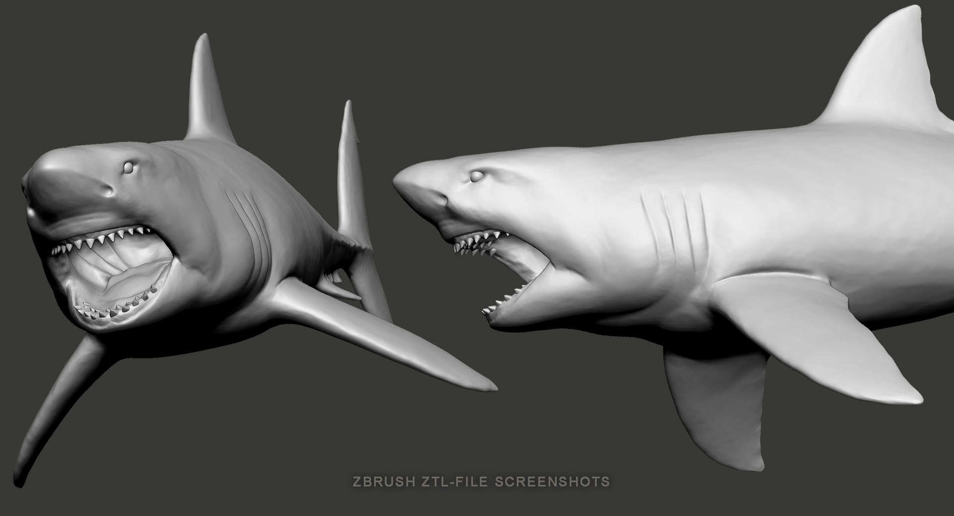 3D Great White Shark Base Mesh Model - TurboSquid 1232562