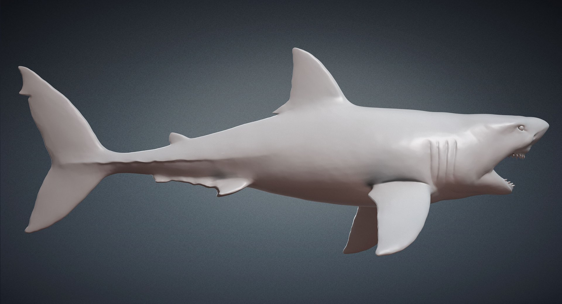 3D Great White Shark Base Mesh Model - TurboSquid 1232562