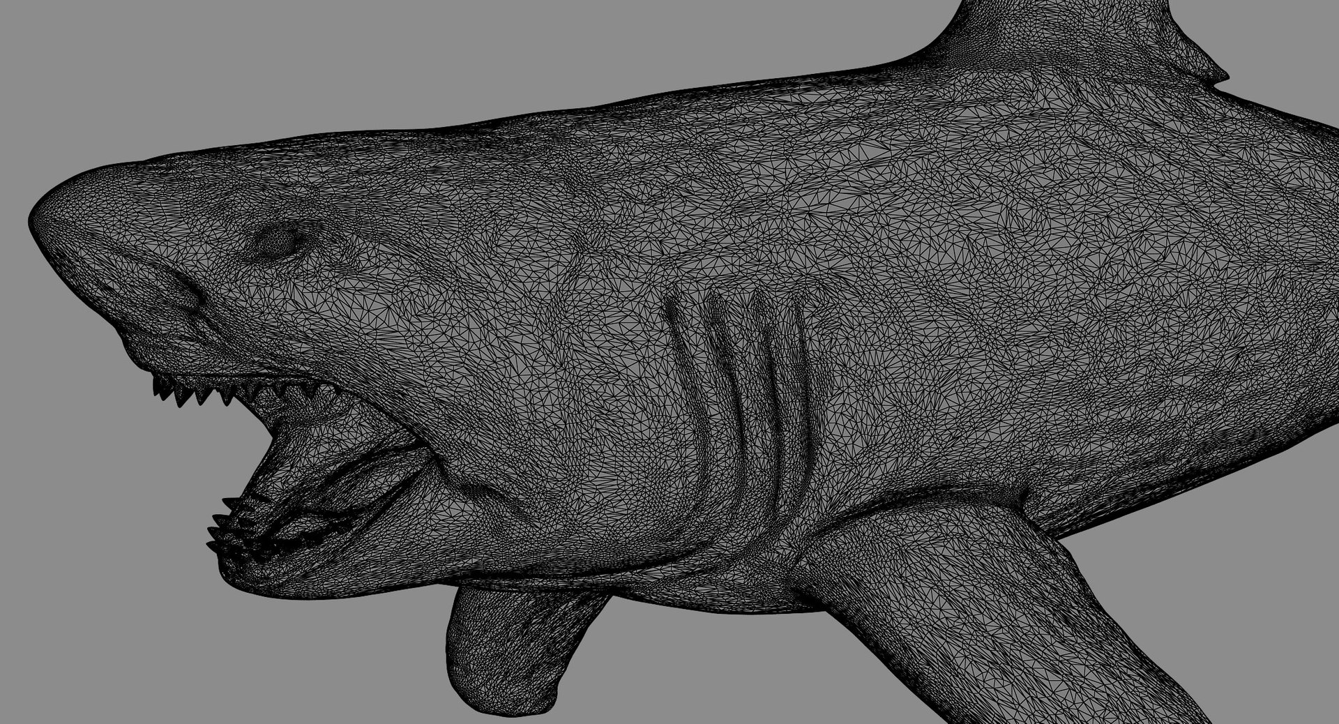 3D Great White Shark Base Mesh Model - TurboSquid 1232562