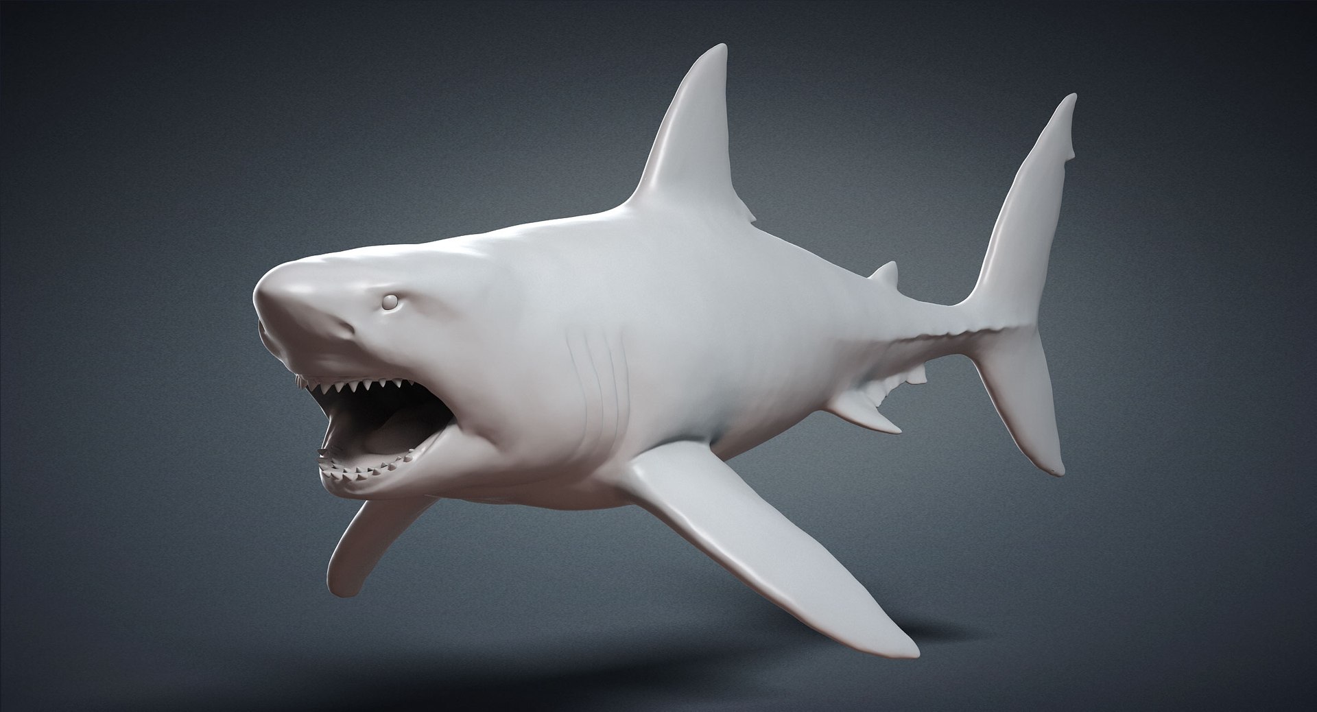 3D Great White Shark Base Mesh Model - TurboSquid 1232562