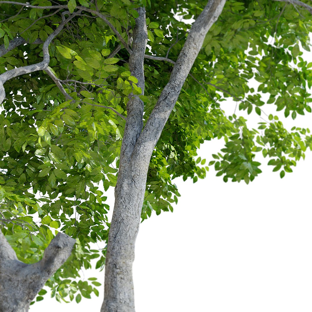 3D Red Alder Model - TurboSquid 1950774