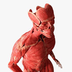 Rigged Muscular System 3D Models For Download | TurboSquid