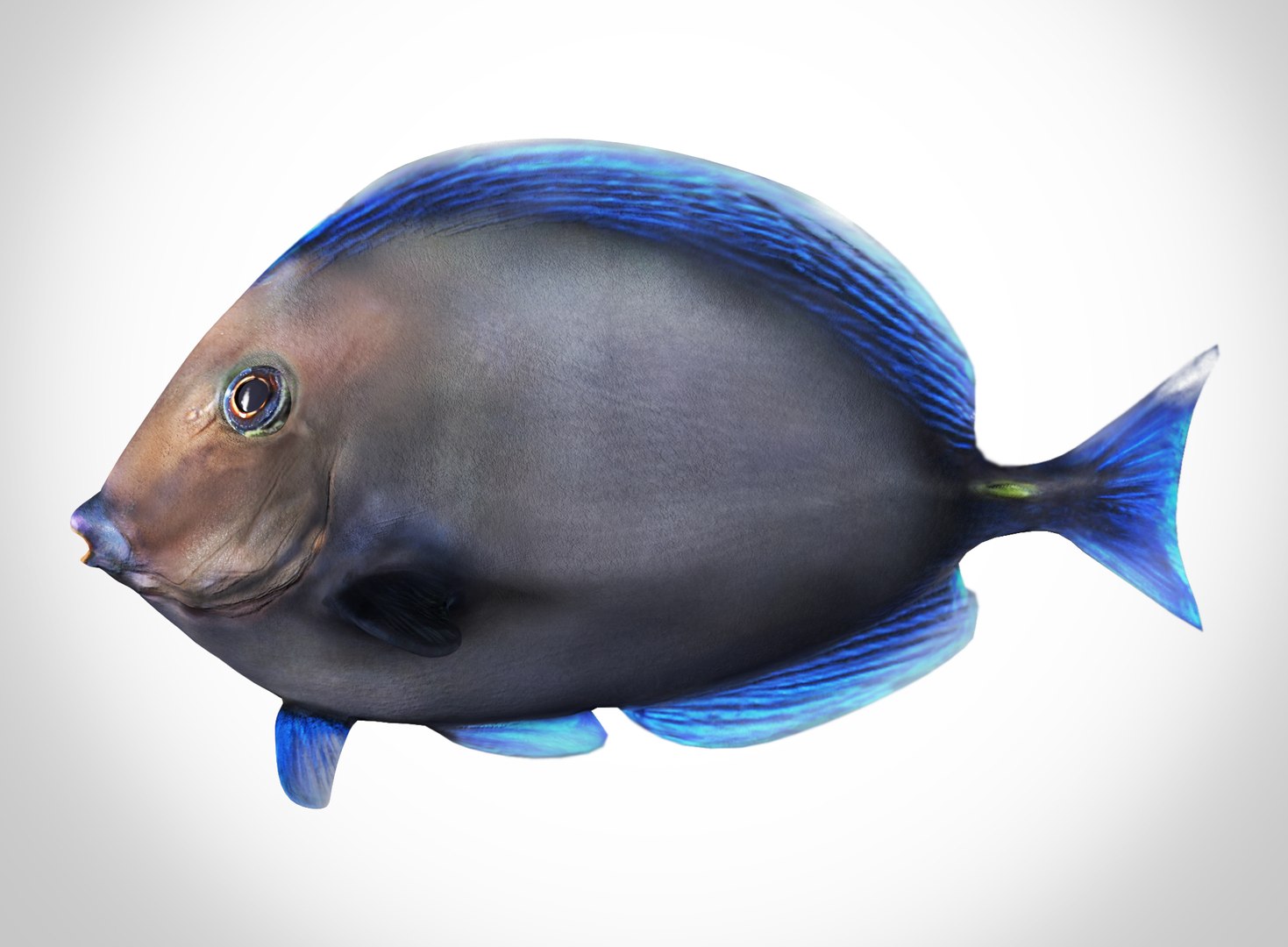 Fish Paracanthurus Hepatus Blue 3d Model