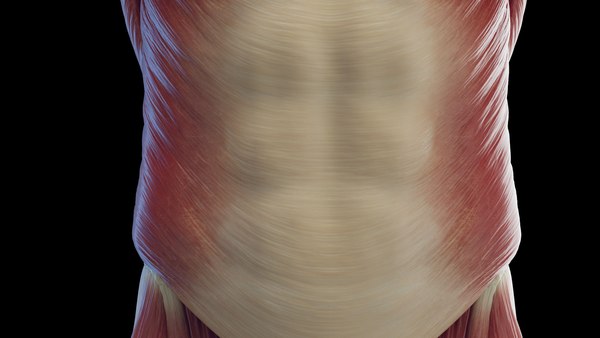 modelo 3d Cuerpo masculino esqueleto ligamentos y músculos estáticos ...