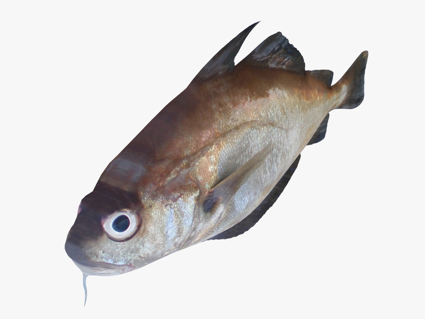 3d Model Pout Fish