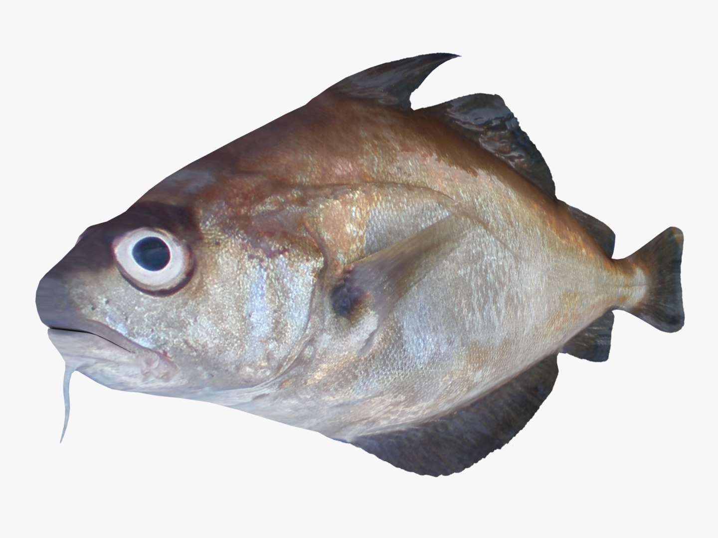 3d Model Pout Fish