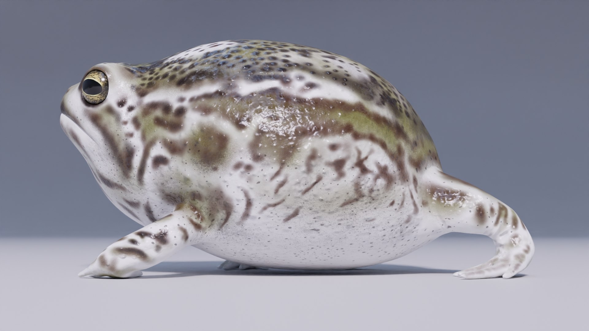 3D Model Desert Rain Frog - Rigged - TurboSquid 2031790