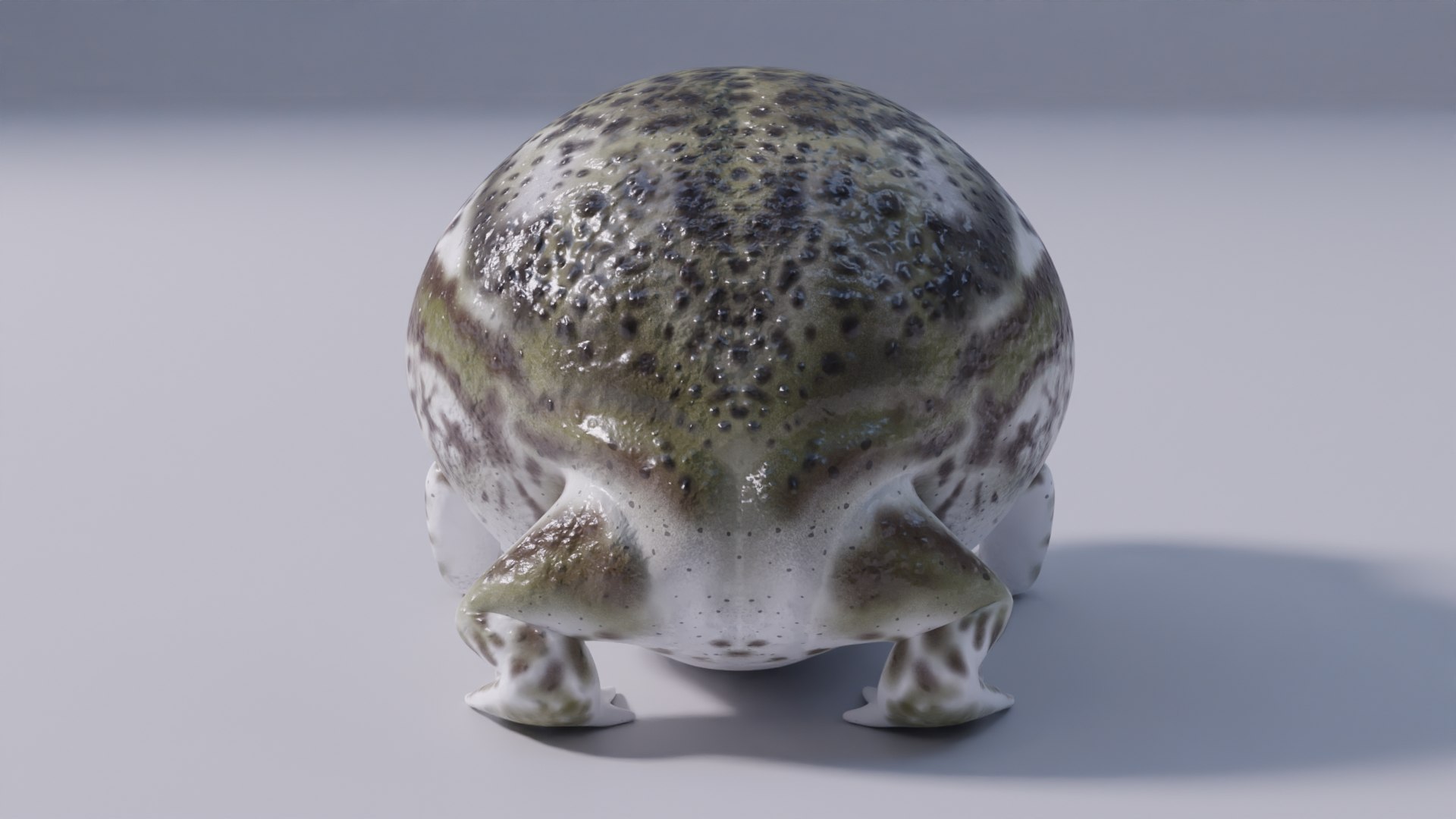 3D Model Desert Rain Frog - Rigged - TurboSquid 2031790