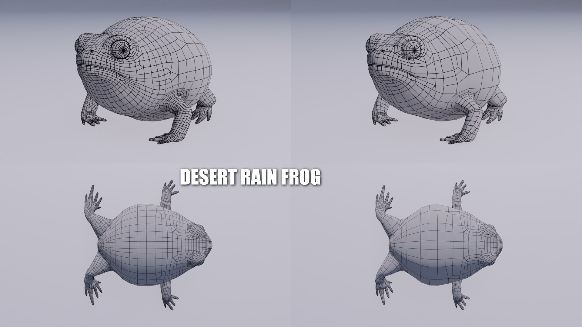 3D Model Desert Rain Frog - Rigged - TurboSquid 2031790