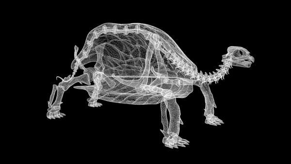 3D Sea Animal Skeletons model - TurboSquid 1966288