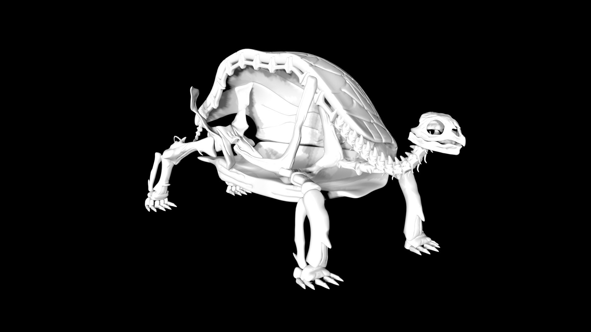 3D Sea Animal Skeletons Model - TurboSquid 1966288
