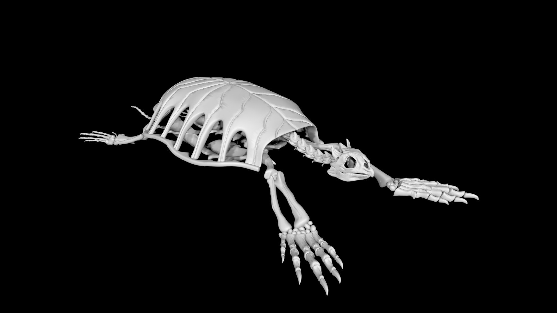 3D Sea Animal Skeletons Model - TurboSquid 1966288