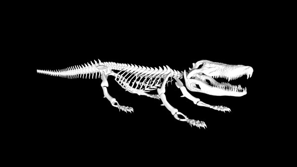 3D Sea Animal Skeletons model - TurboSquid 1966288