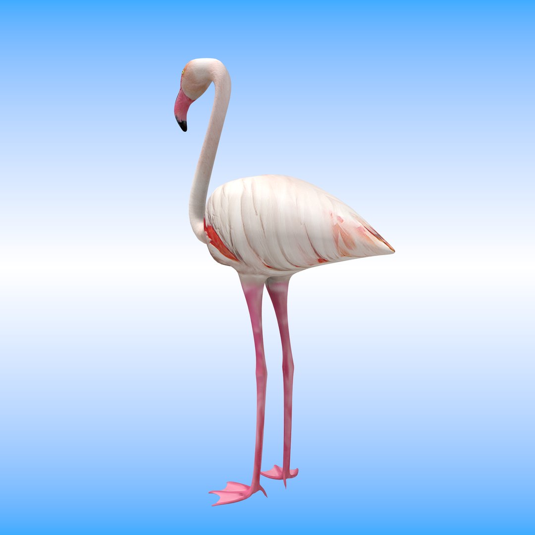 Bird Flamingo Model - TurboSquid 1265028