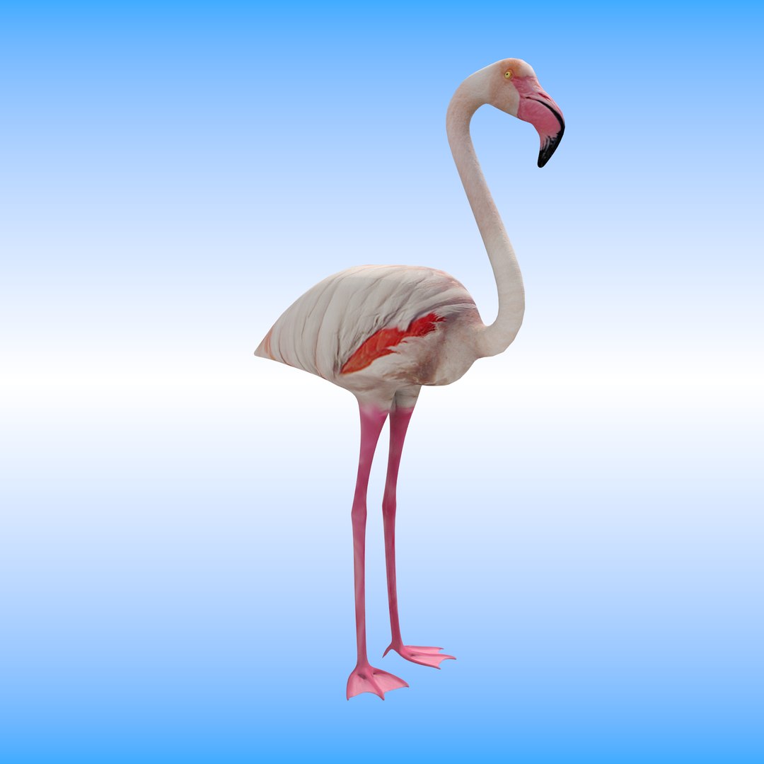 Bird Flamingo Model - TurboSquid 1265028