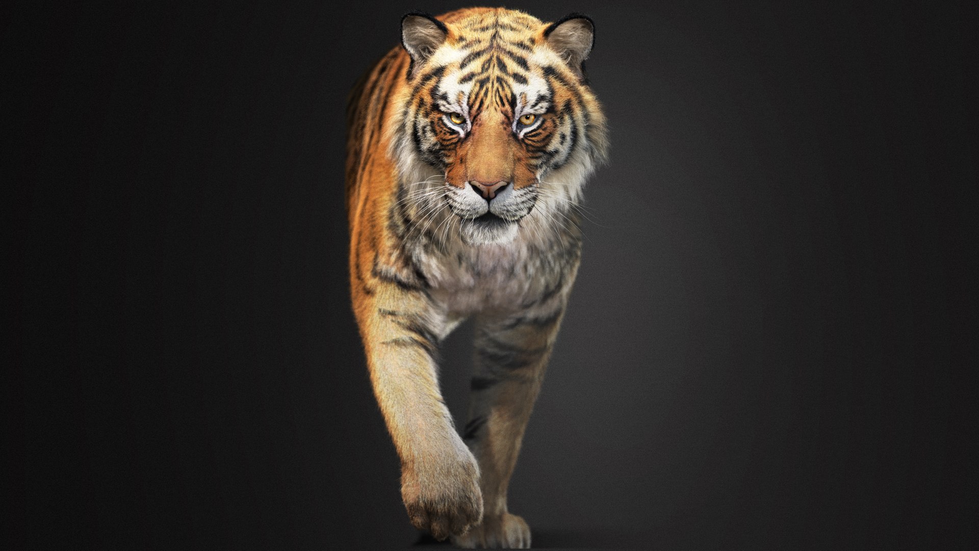 Tiger 2025 RIG Xgen-core 3D - TurboSquid 2380472
