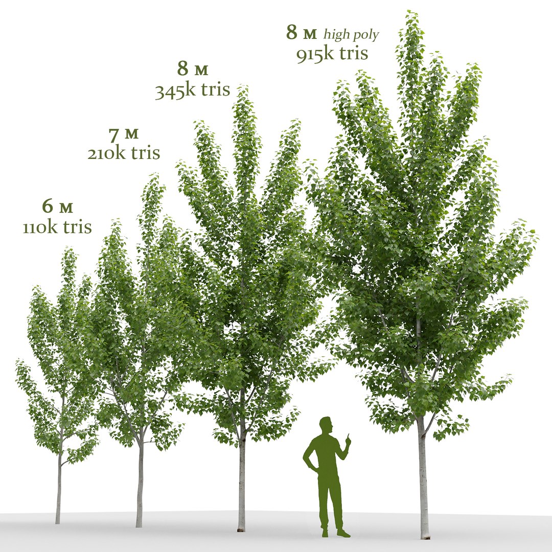 3D Poplar Populus Deltoides V5 Model - TurboSquid 1729924