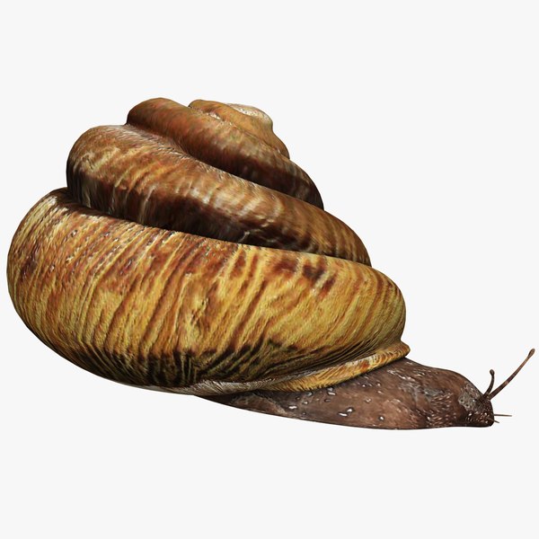 Snail 3D Models for Download | TurboSquid