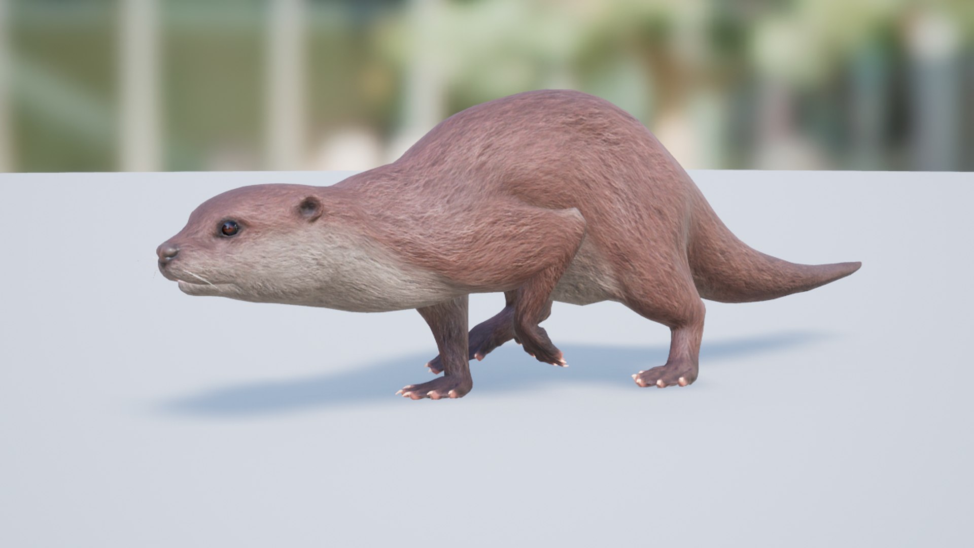 Otter 3D Model - TurboSquid 2168269