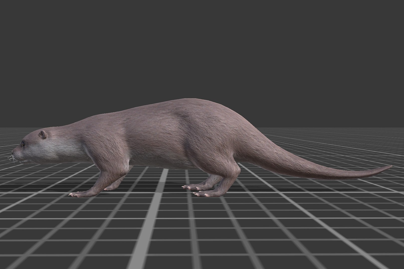 Otter 3D Model - TurboSquid 2168269