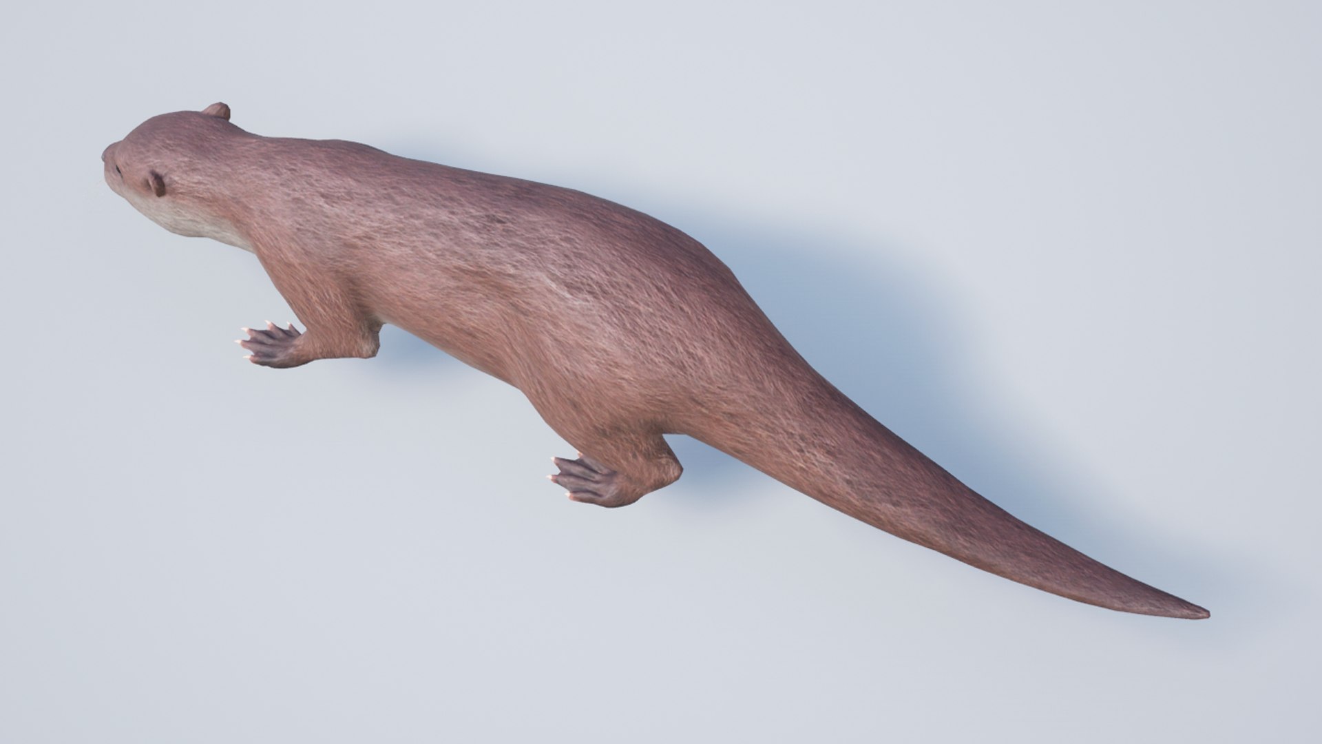 Otter 3D Model - TurboSquid 2168269