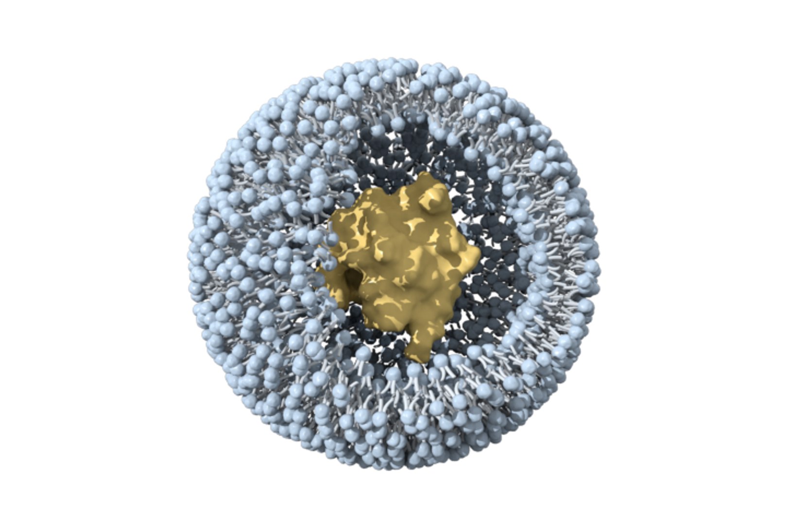 Liposome Vesicle Lipid 3D Model - TurboSquid 1220068