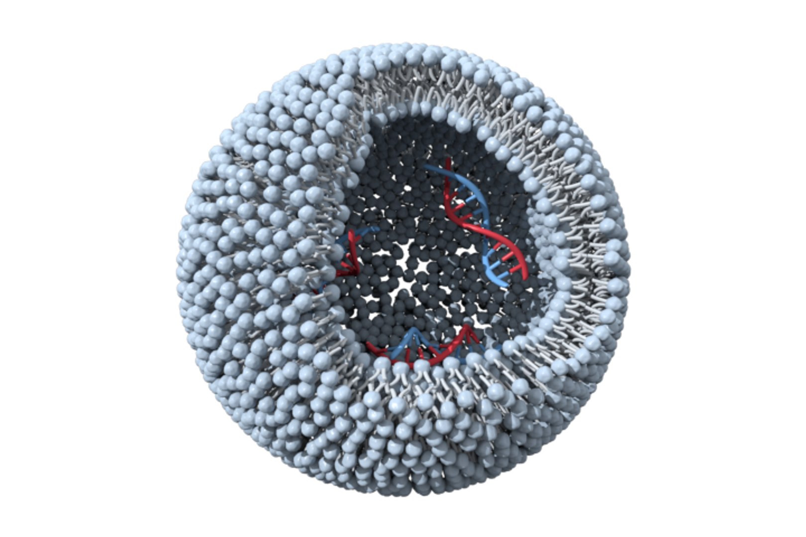 Liposome Vesicle Lipid 3D Model - TurboSquid 1220068