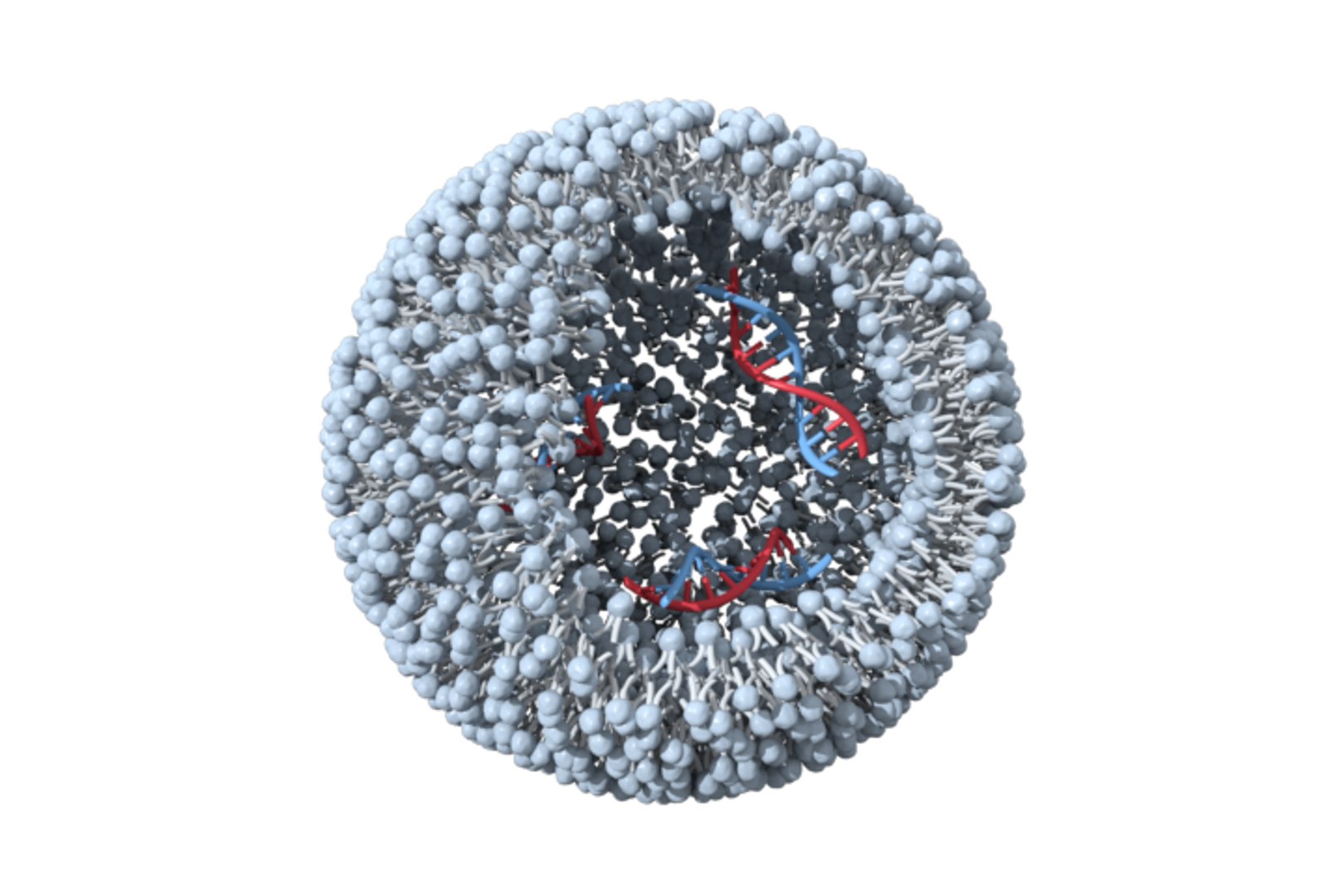 Liposome Vesicle Lipid 3D Model - TurboSquid 1220068