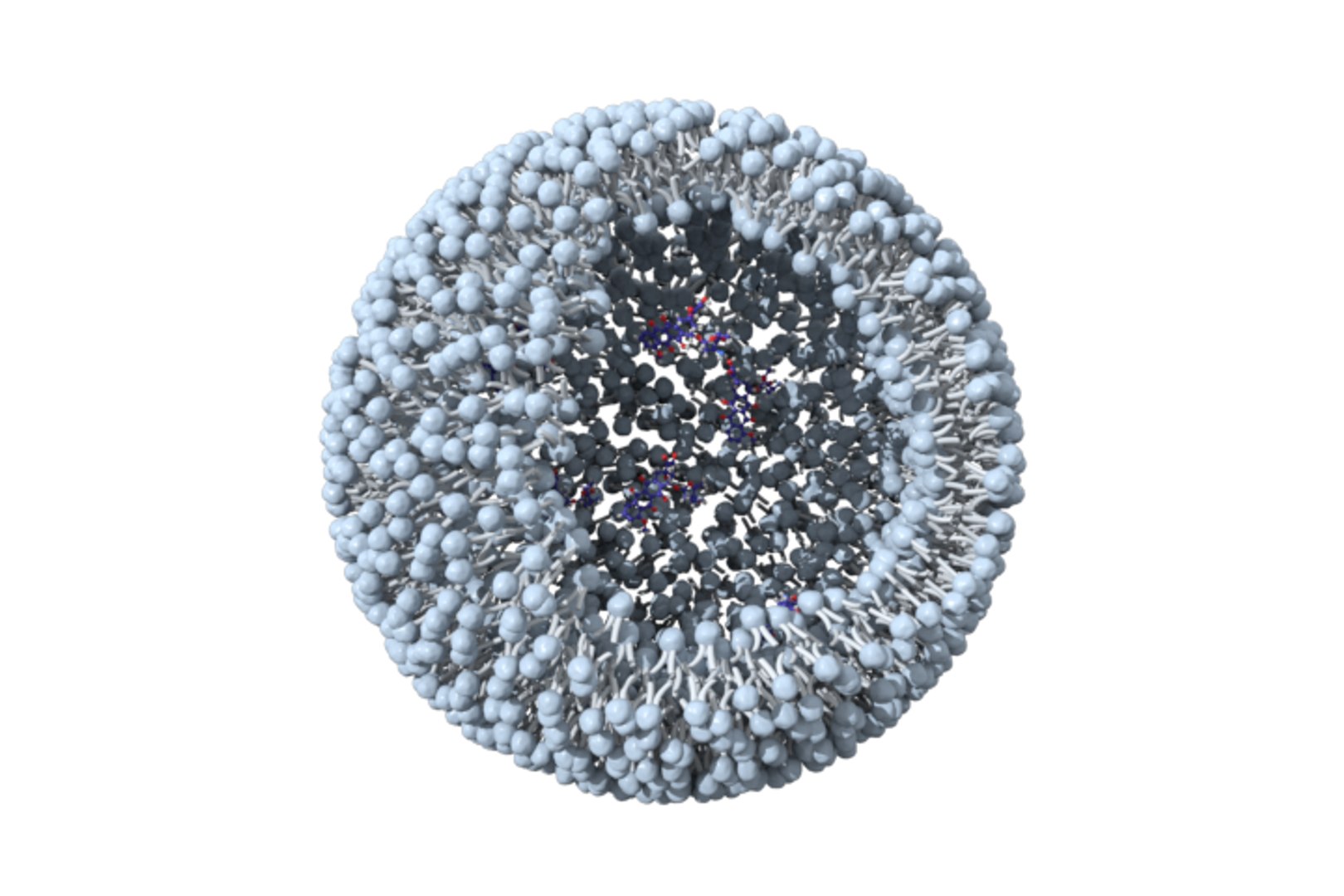 Liposome Vesicle Lipid 3D Model - TurboSquid 1220068
