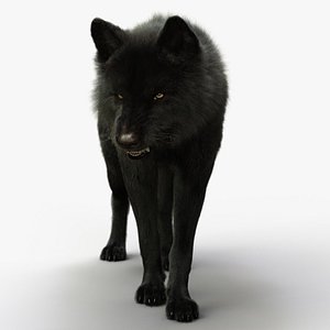 3D Black Wolf Models - Browse & Download Formats - TurboSquid
