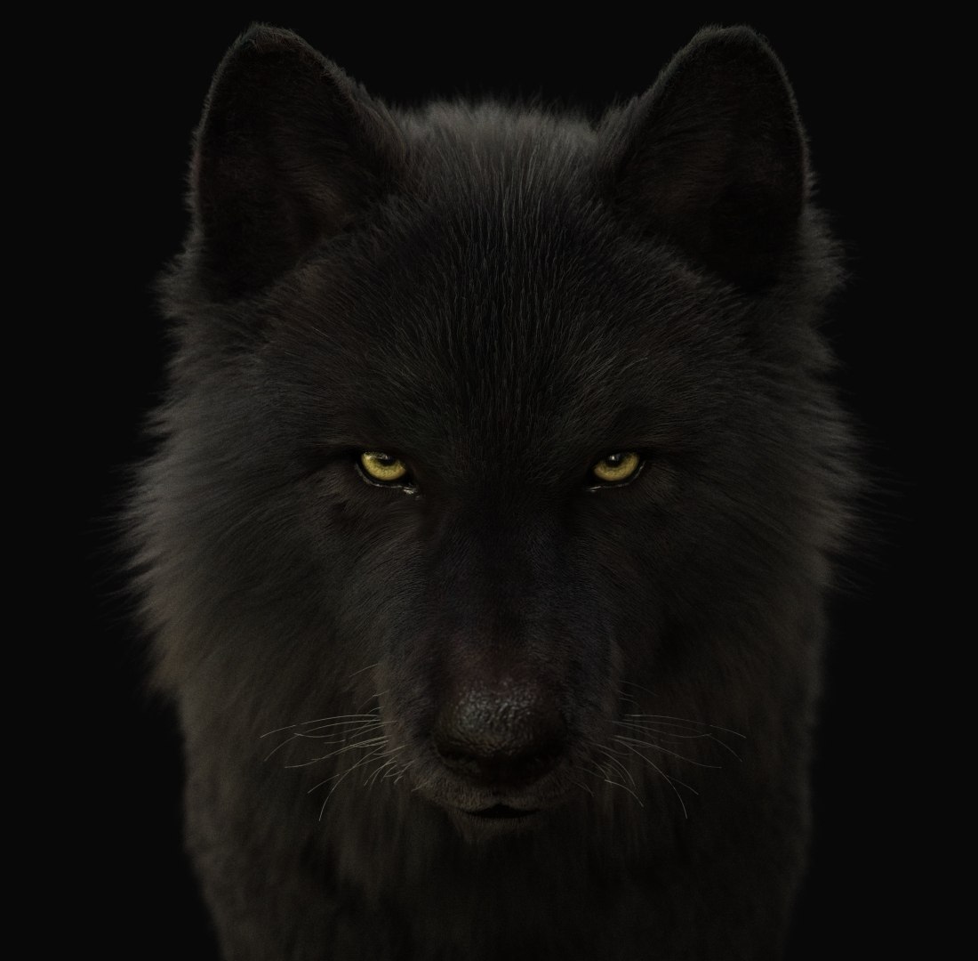 3D Black Wolf Rig XGen - TurboSquid 2181156