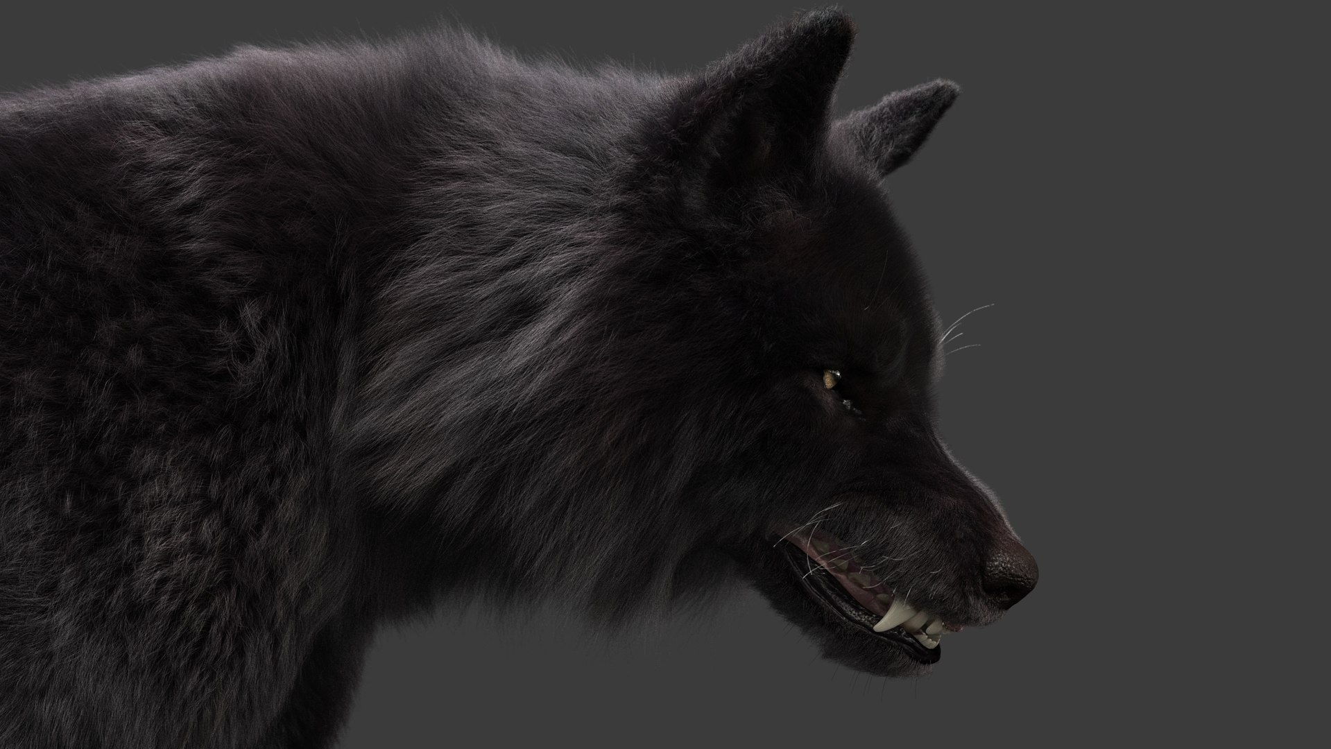 3D Black Wolf Rig XGen - TurboSquid 2181156