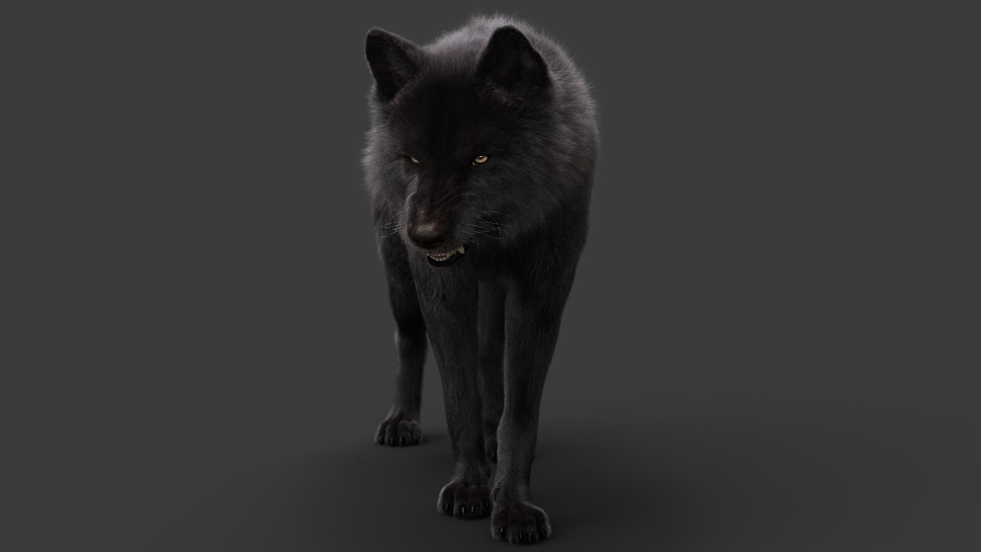 3D Black Wolf Rig XGen - TurboSquid 2181156
