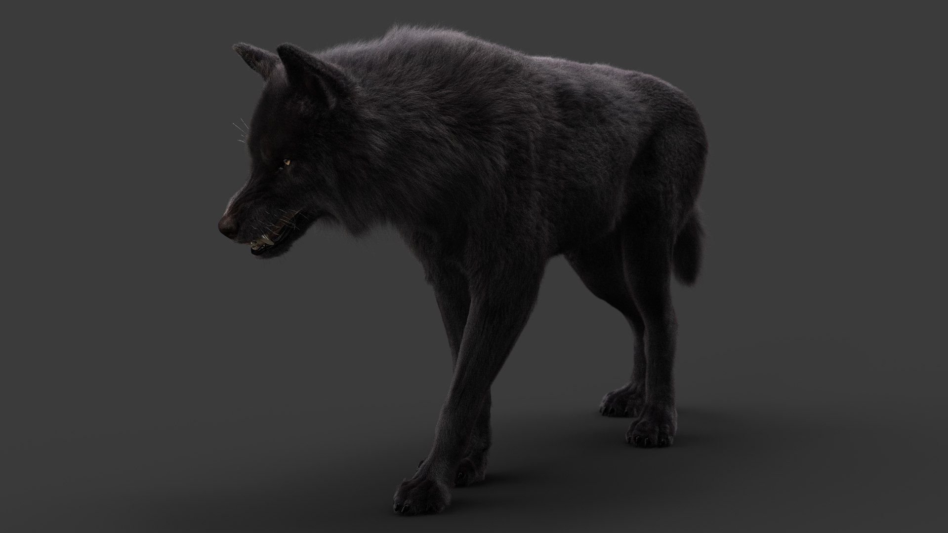 3D Black Wolf Rig XGen - TurboSquid 2181156