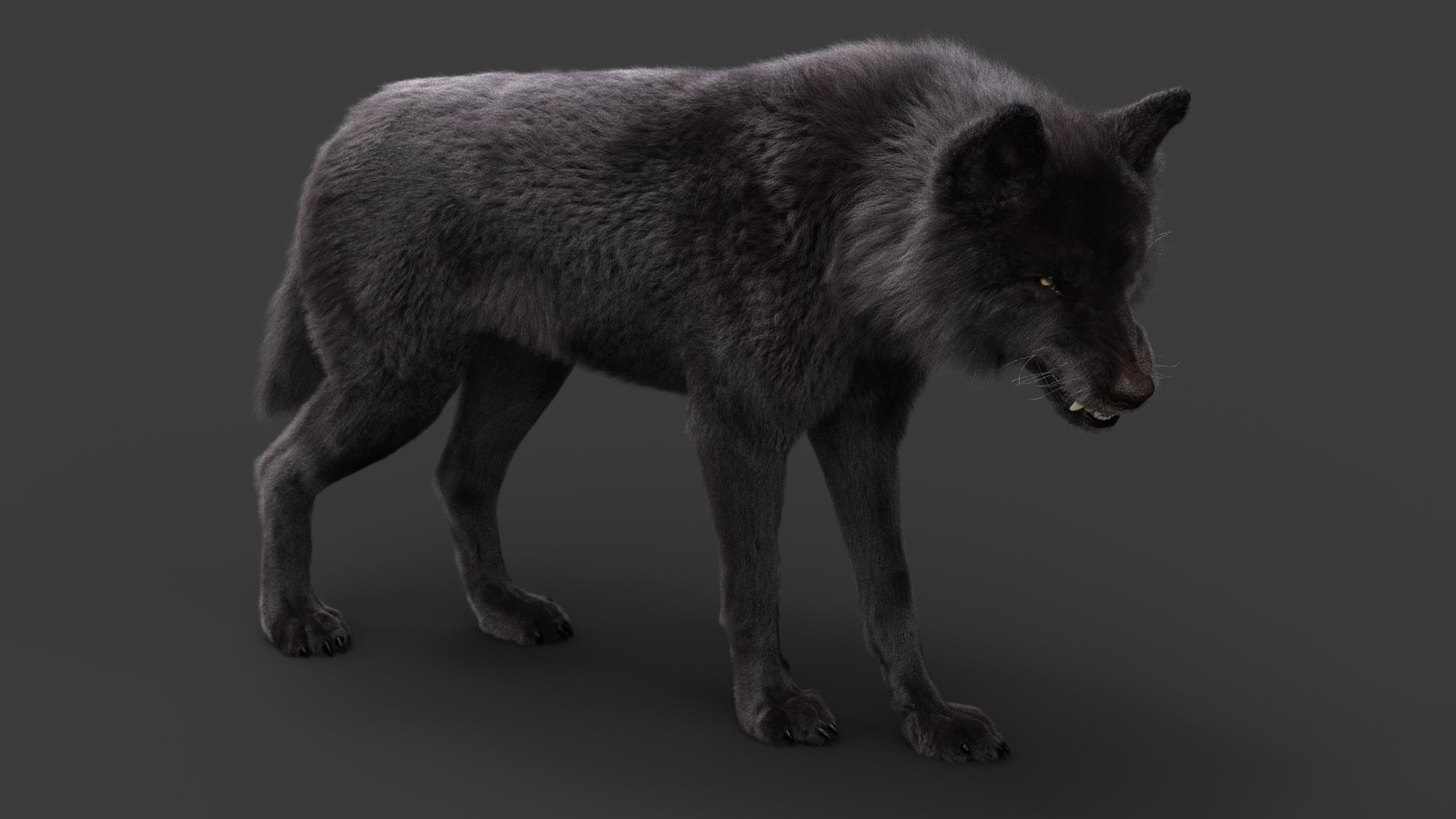 3D Black Wolf Rig XGen - TurboSquid 2181156