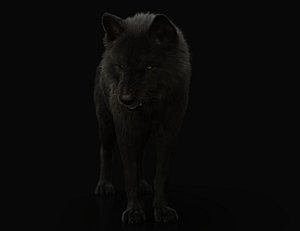 Black Wolf 3D Models for Download | TurboSquid